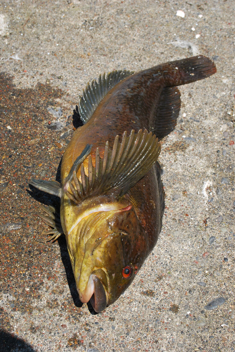 夏枯れ知らず！ バラエティに富むえりもの投げ釣り | つりしん